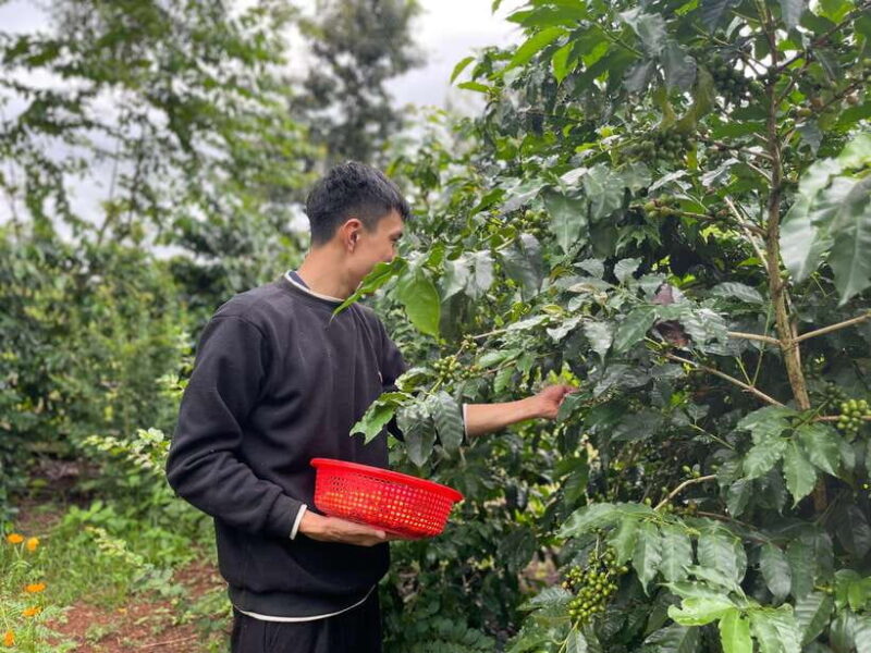 Buon Ma Thuot: Coffee Farm Tour (Bean to Brew) with Pickup - FAQ