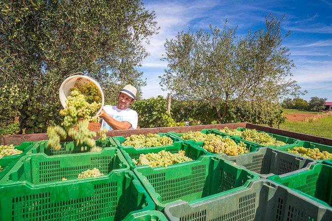 Burgundy Wine Tasting Small-Group Tour in Chablis From Paris - Reviews and Participant Experiences