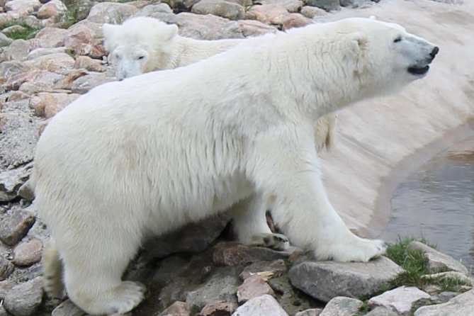 Bus to Ranua Zoo From Rovaniemi - Inclusions and Amenities