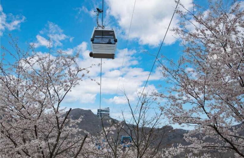 Busan: A1.Hidden Gem Geoje & Oedo Botania Island& Cable car - Final Thoughts: Is This Tour Right for You?
