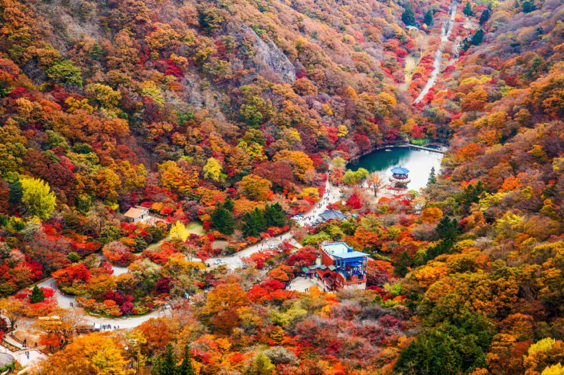 Busan: Naejangsan National Park Autumn Foliage One Day Tour - Introduction