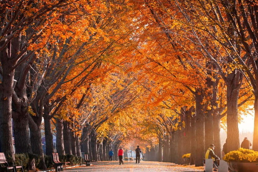 Busan: Naejangsan National Park Autumn Foliage One Day Tour - FAQ