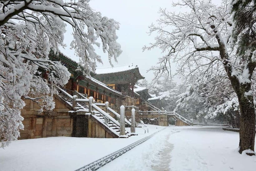 Busan: Winter Healing Park and (Gyeongju/Daegu) One Day Tour - FAQ: Common Questions about the Tour