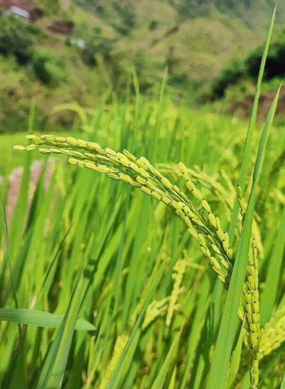 Buscalan Village: Apo Whang Od Tattoo Sagada Baguio 4D3N - Meals and Inclusions