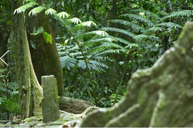 Bush Hiking to explore Wild Plants & Fresh Fruits,Montego Bay - The Sum Up: Is It Worth Your Time?