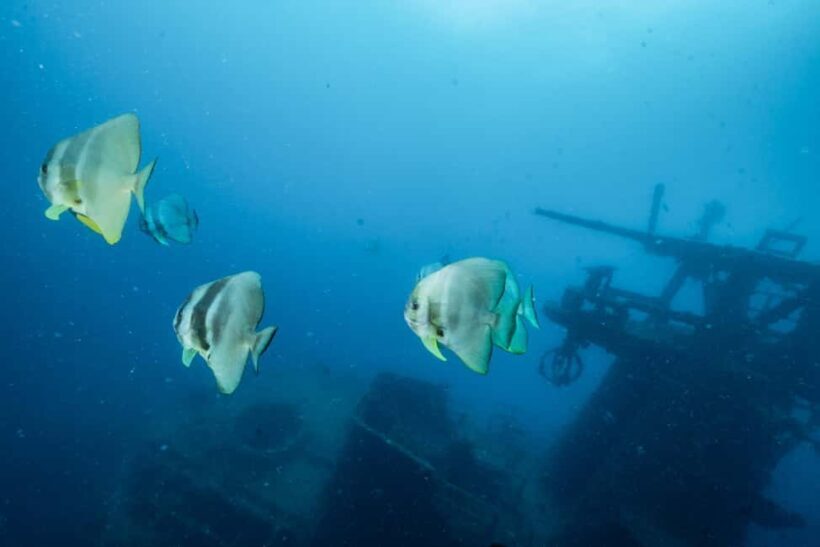 Busselton / Dunsborough : HMAS Swan Wreck Scuba Dive - FAQ