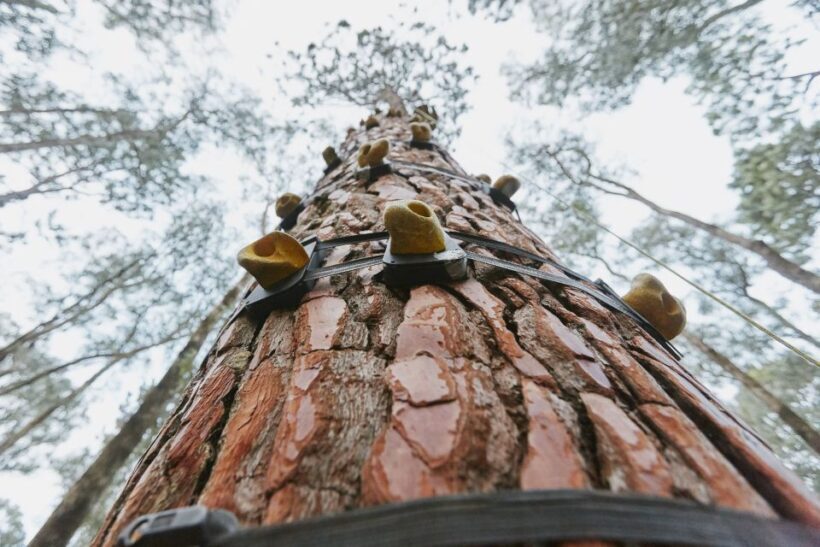 Busselton: Forest Adventure with Zip Lining and Rope Course - FAQ