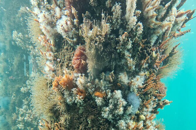 Busselton Jetty and Underwater Observatory - Why This Tour Offers Good Value