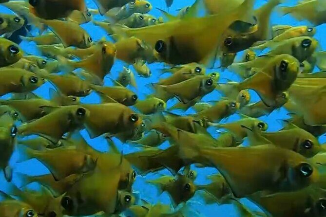 Busselton Jetty and Underwater Sculptures Snorkel Boat Tour - What To Expect on the Tour