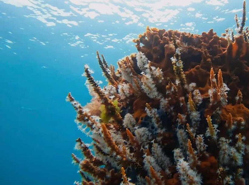 Busselton: Jetty Snorkeling Tour with Underwater Sculptures - Practical Considerations