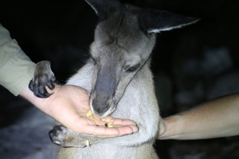 Busselton: Nocturnal Animal Tour - Busselton: Nocturnal Animal Tour — An Authentic Australian Bush Experience