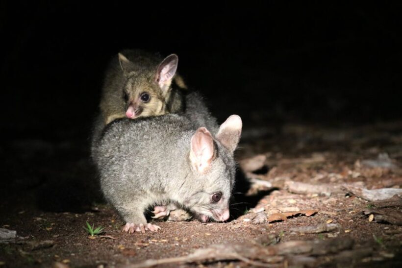 Busselton: Nocturnal Animal Tour - The Value of This Experience