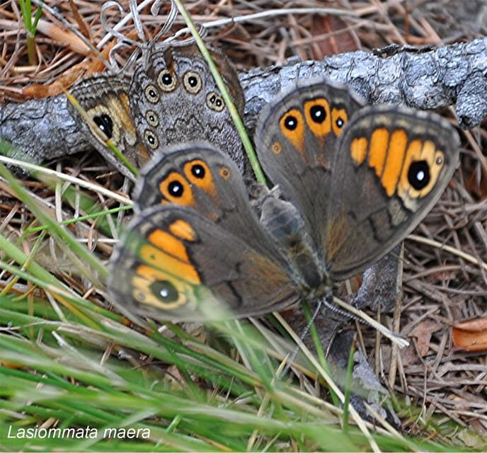 BUTTERFLIES - WATCHING - Key Points