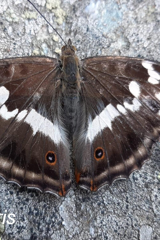 BUTTERFLIES - WATCHING - An Overview of the Experience