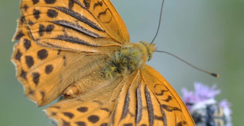 BUTTERFLIES - WATCHING - What to Expect on the Day