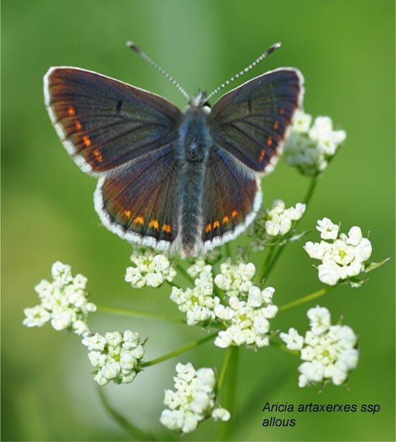 BUTTERFLIES - WATCHING - Frequently Asked Questions (FAQs)