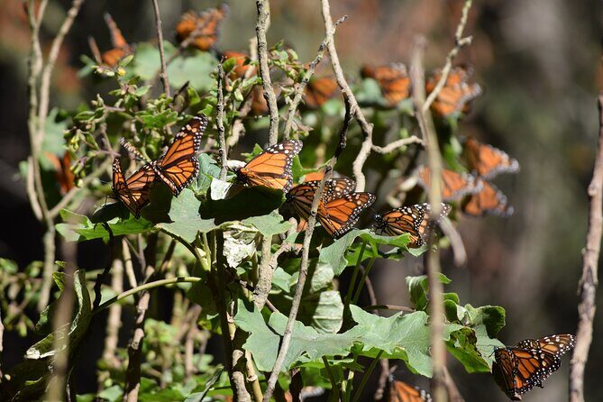 Butterfly Monarch Tour from Mexico City - Key Points