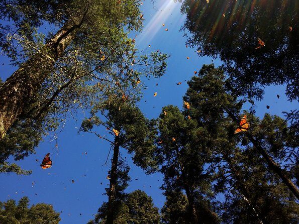 Butterfly Monarch Tour from Mexico City - Sierra Chincua Butterfly Sanctuary: The Main Attraction