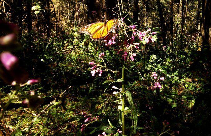 Butterfly Monarch Tour from Mexico City - Authentic Mexican Lunch and Cultural Touches