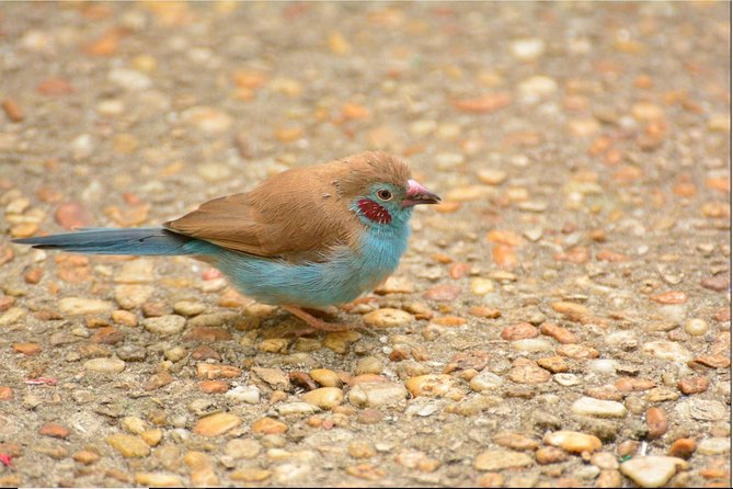 Butterfly Rainforest at Florida Museum of Natural History Ticket - Visitor Feedback and Ratings