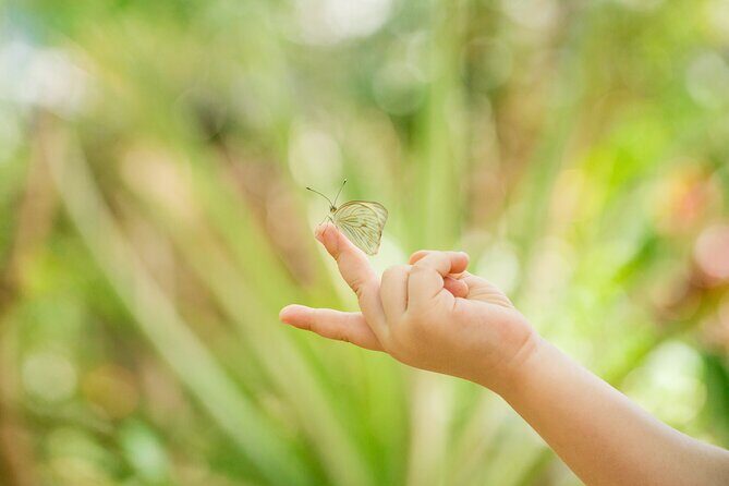 Butterfly Sanctuary Guided Tour in Puerto Vallarta - Practical Aspects and Logistics