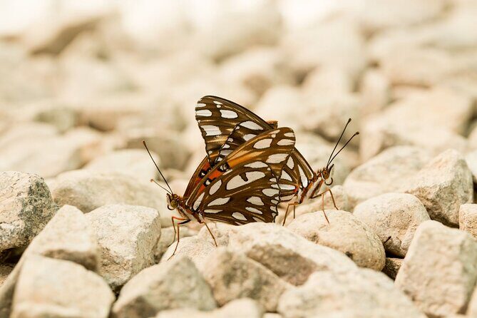 Butterfly Sanctuary Guided Tour in Puerto Vallarta - Final Thoughts