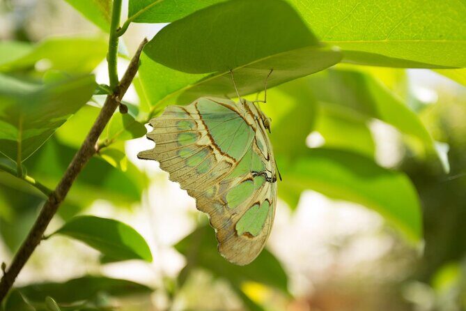 Butterfly Sanctuary Guided Tour in Puerto Vallarta - FAQs