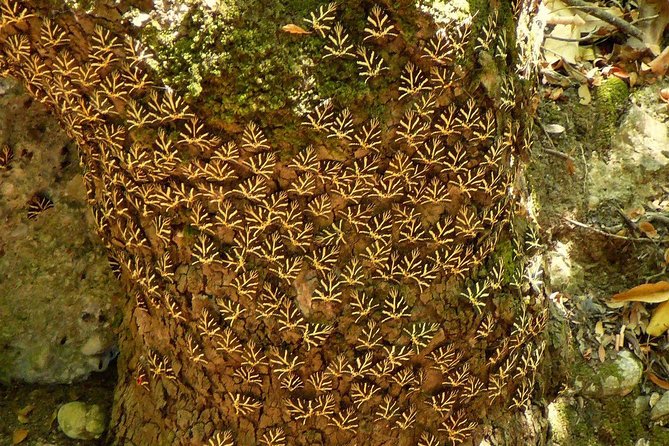 Butterfly Valley & Wine, Olive Oil, Honey Tasting Tour (Small Group) - Visiting the Bee Museum