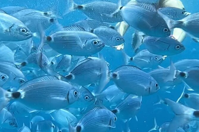 By Catamaran to the La Maddalena Archipelago From Poltu Quatu - Booking and Confirmation