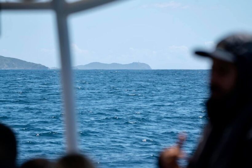 Byron Bay: Cruise with Dolphins Tour - Why This Tour Offers Great Value