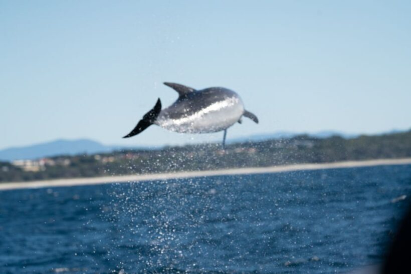 Byron Bay: Cruise with Dolphins Tour - Practical Tips for a Perfect Trip