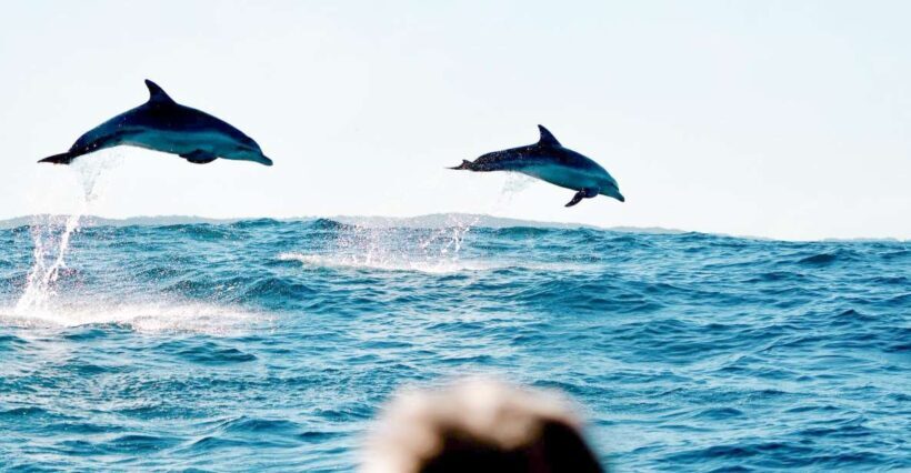 Byron Bay: Cruise with Dolphins Tour - Who Should Consider This Tour?