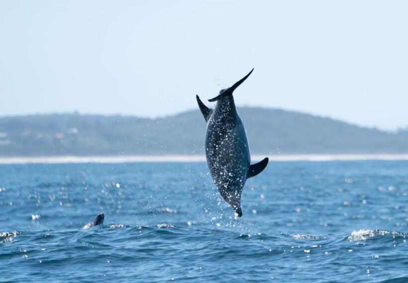 Byron Bay: Cruise with Dolphins Tour - The Sum Up: A Worthwhile Marine Experience