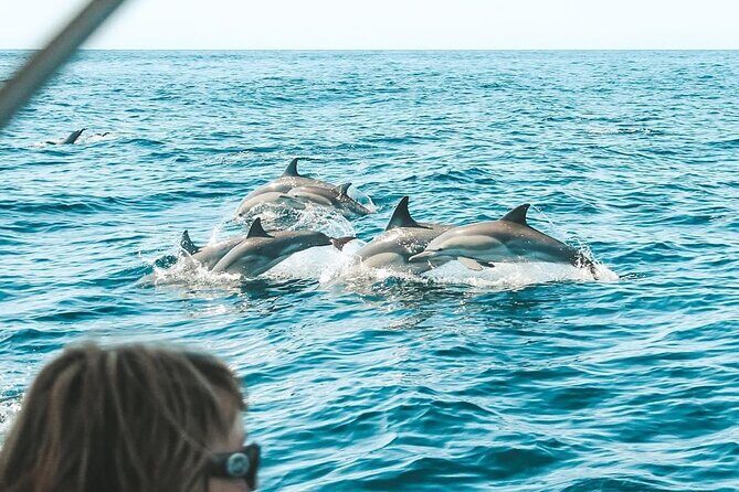 Byron Bay Dolphin Tour - Ocean Safari - Captivating Coastal Encounters: A Review of the Byron Bay Dolphin Tour - Ocean Safari