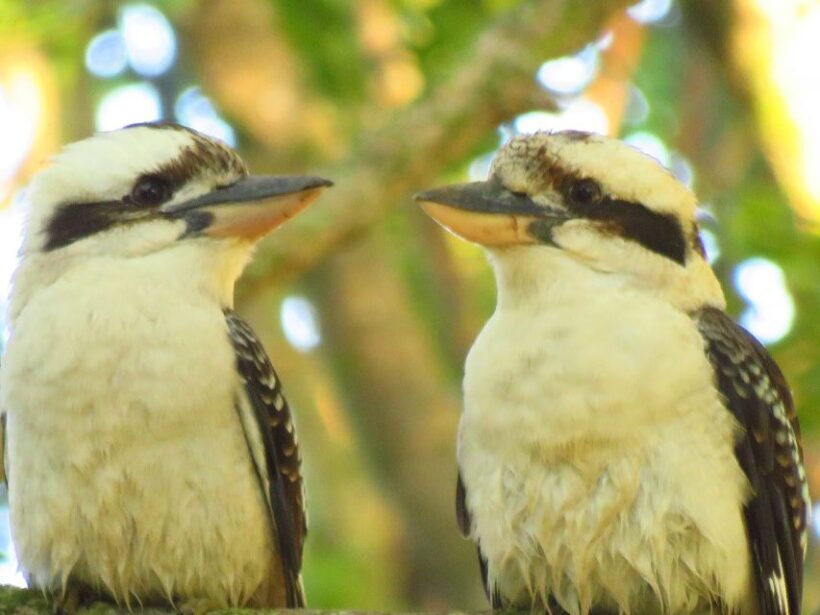 Byron Bay: Full-Day Wildlife Safari - Key Points