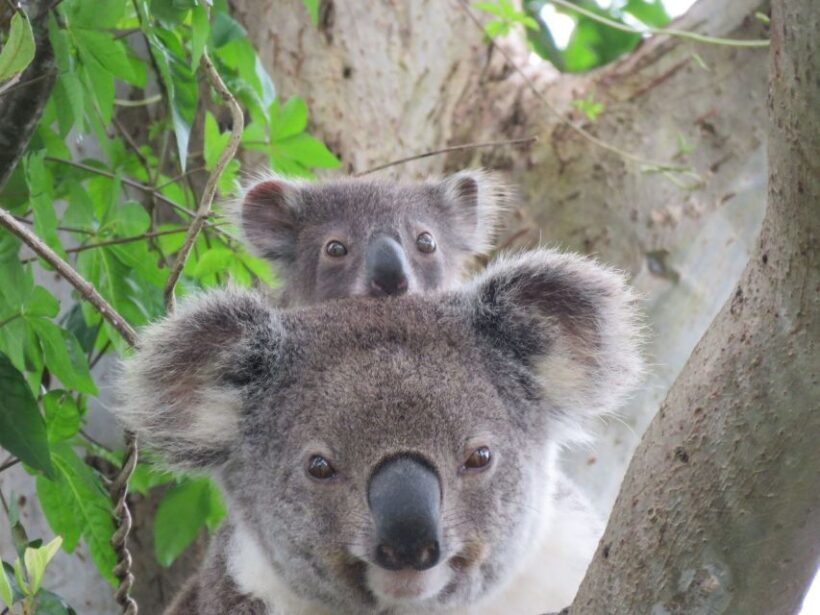 Byron Bay: Full-Day Wildlife Safari - An In-Depth Look at the Byron Bay Wildlife Safari
