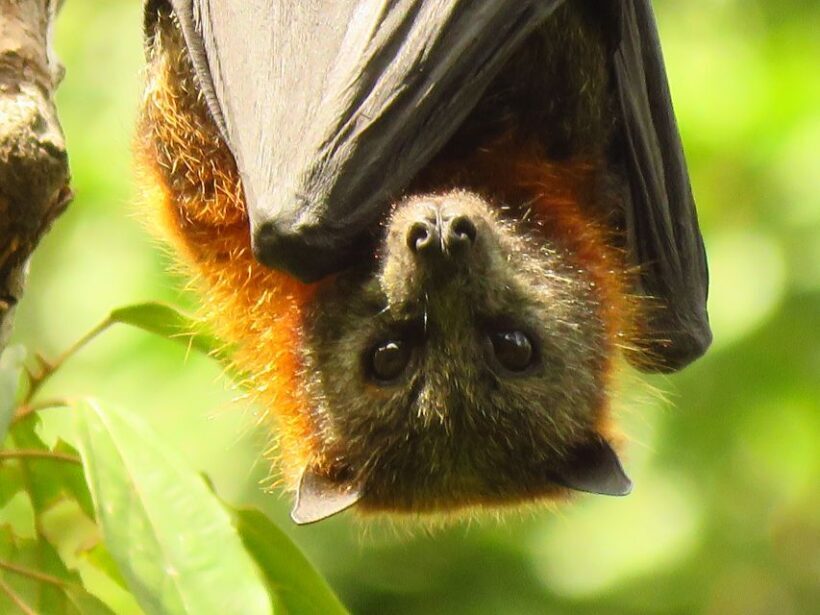 Byron Bay: Full-Day Wildlife Safari - Final Thoughts: Is It Worth It?