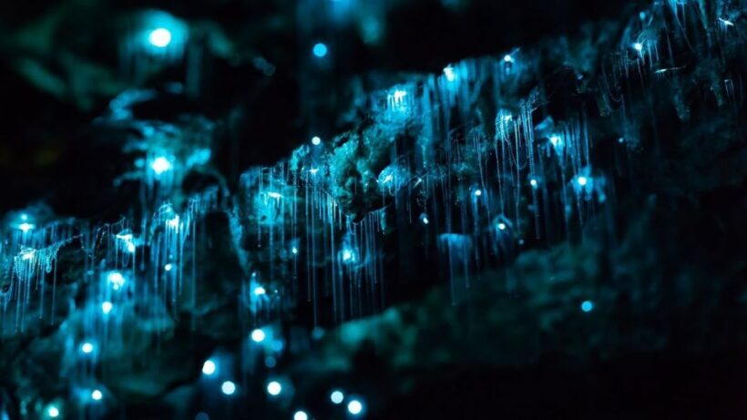 Byron Bay: Glowworms, Waterfalls & Rainforest Experience - An Introduction to the Experience
