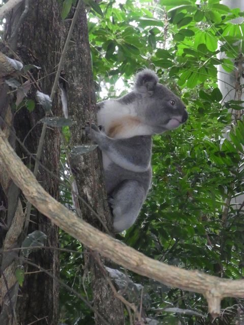 Byron Bay Half-Day Tour - Who Should Consider This Tour?