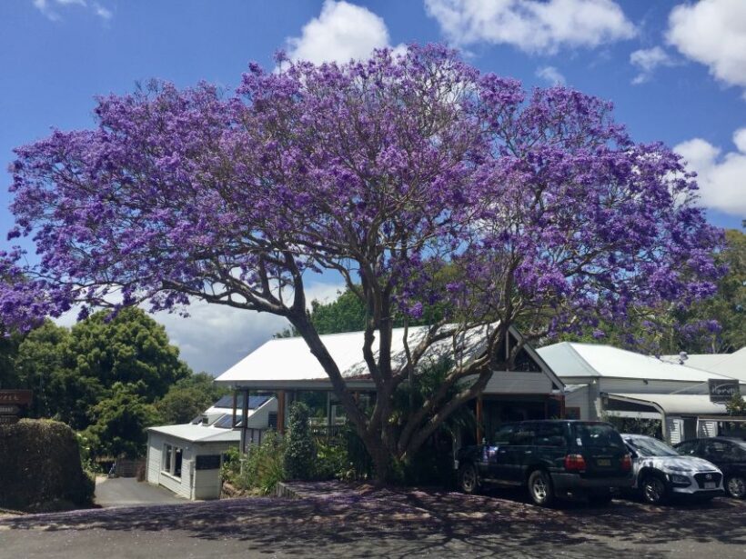 Byron Bay: Hinterland and Bangalow Full-Day Guided Tour - The Sum Up