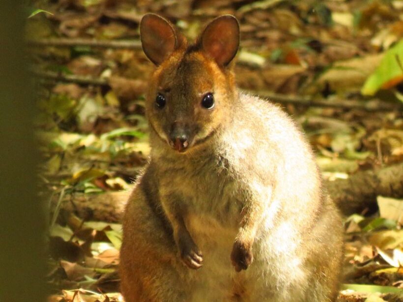 Byron Bay: Nighttime Nature Walk with Night Vision Goggles - Key Points