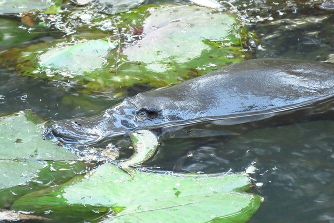 Byron Bay Platypus Walk - The Experience: What to Expect on the Byron Bay Platypus Walk