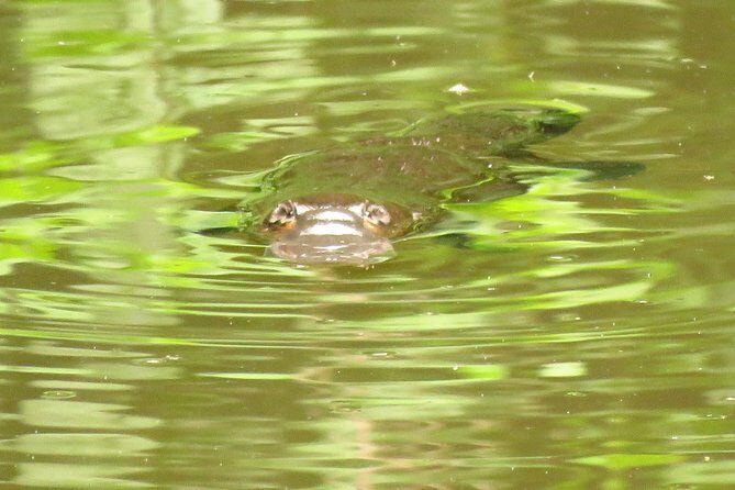 Byron Bay Platypus Walk - Why This Tour Offers Value Beyond Its Price