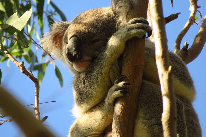 Byron Bay Platypus Walk - FAQs About the Byron Bay Platypus Walk