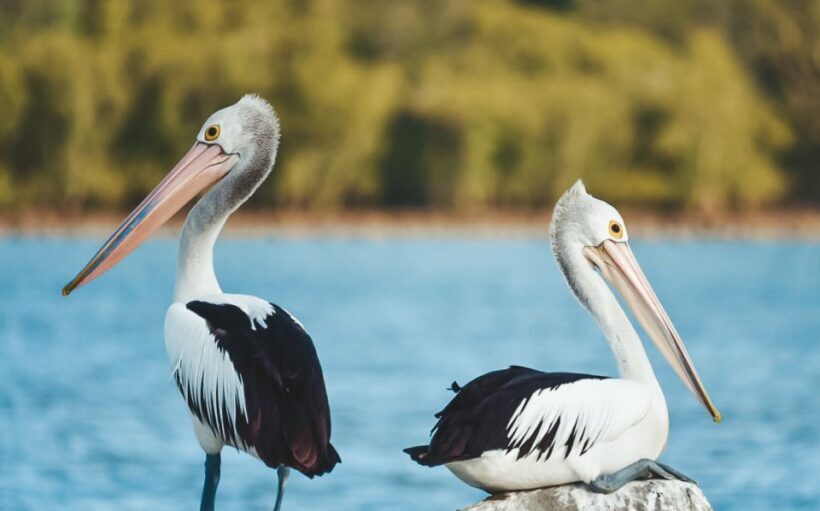 Byron Bay: Scenic Sunset River Cruise - The Sum Up