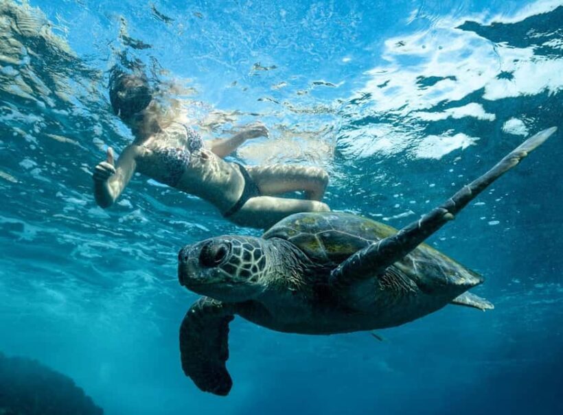 Byron Bay: Snorkeling Tour at Julian Rocks, Nguthungulli - Key Points