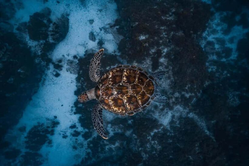 Byron Bay: Snorkeling Tour at Julian Rocks, Nguthungulli - The Itinerary: From start to splash