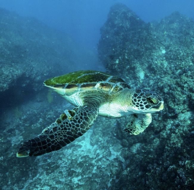 Byron Bay: Snorkeling Tour at Julian Rocks, Nguthungulli - What’s Included and What’s Not