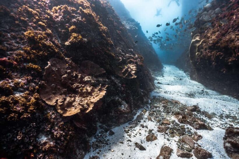 Byron Bay: Snorkeling Tour at Julian Rocks, Nguthungulli - Who Should Consider This Tour?