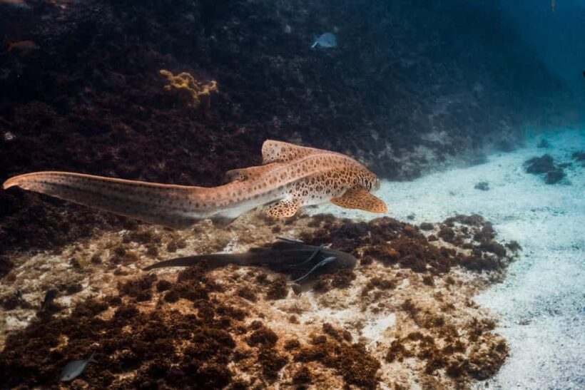 Byron Bay: Snorkeling Tour at Julian Rocks, Nguthungulli - The Reviews Speak Volumes